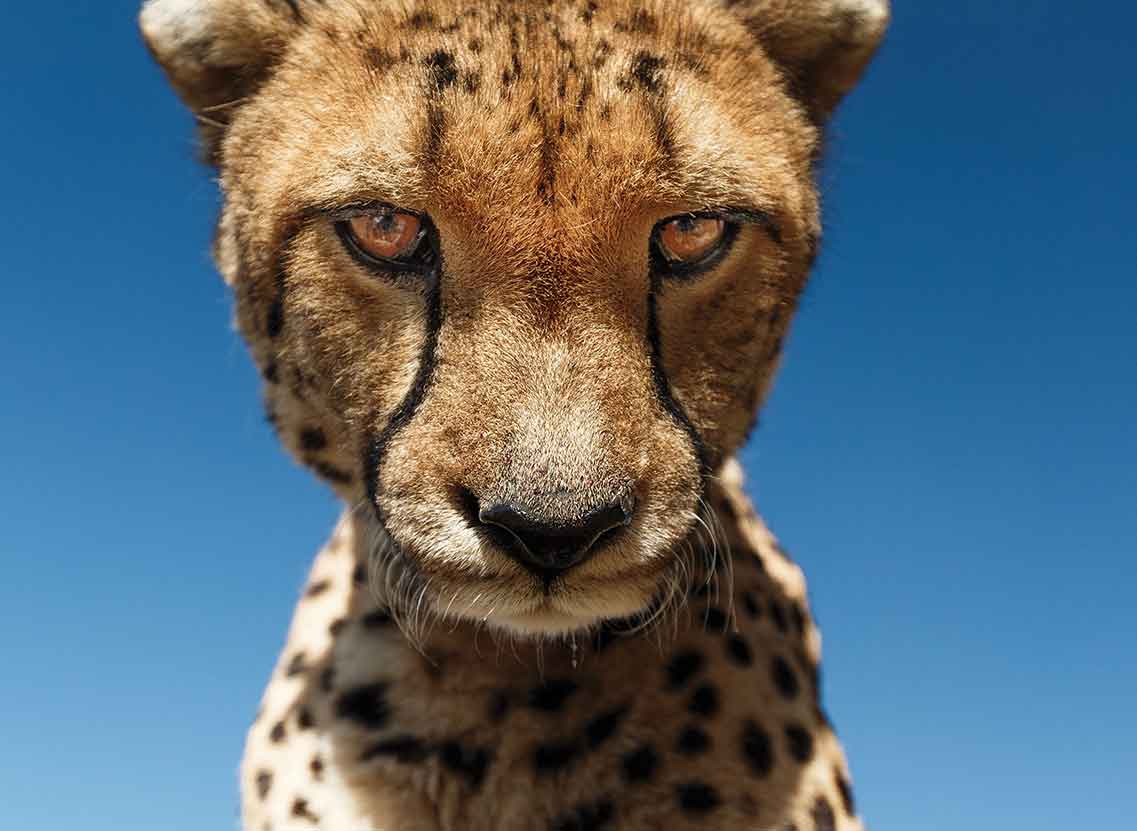 Big Cats Africa With Steve Winter Big Cats Africa With Steve Winter